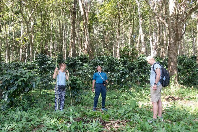 Chiang Mai Coffee Tour: Trekking to Farm, Roast and Brew Workshop - Who Will Love This Tour?