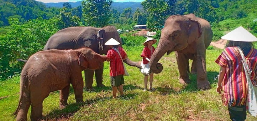 Chiang Mai: Elephant Sanctuary Local Hill Tribe Caretakers - In-Depth Analysis: What Makes This Tour Stand Out