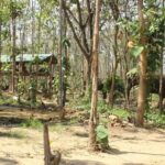 Chiang Mai Elephant Sanctuary Small Group Ethical Tour - The Itinerary in Detail