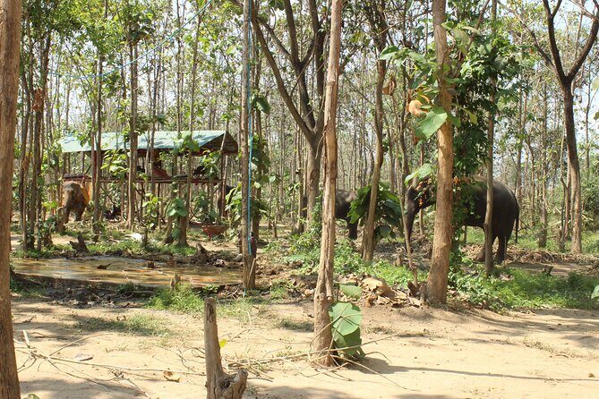 Chiang Mai Elephant Sanctuary Small Group Ethical Tour - The Itinerary in Detail