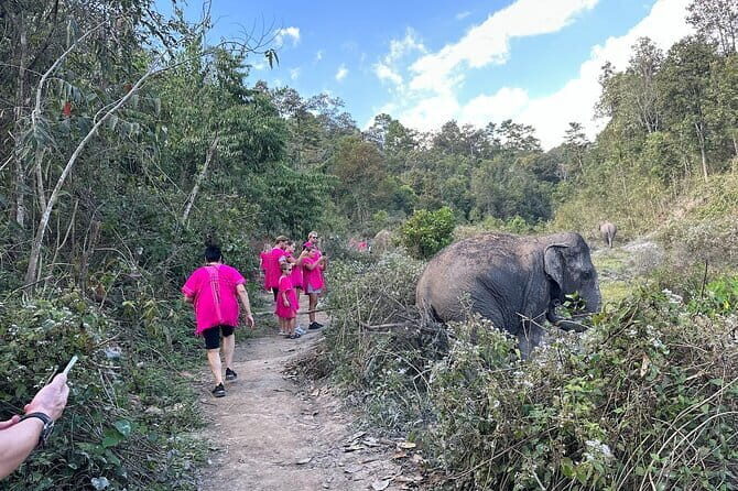 Chiang Mai Elephant Watch and Wang River Rafting - Transportation and Logistics