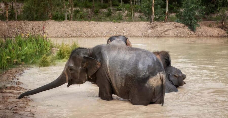 Chiang Mai: Ethical Elephant Encounter Feeding Program - Who This Tour Is Perfect For