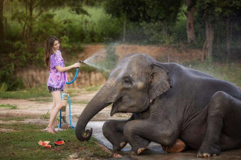 Chiang Mai: Ethical Elephant Feeding & Shower Program - The Small Group Advantage