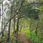 Chiang Mai - Exclusive Trek to Doi Suthep - Practical Tips and Considerations