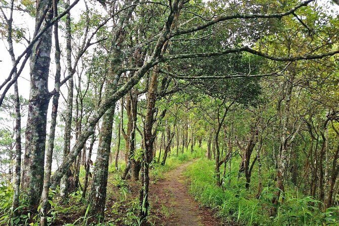 Chiang Mai - Exclusive Trek to Doi Suthep - Practical Tips and Considerations