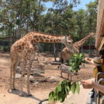 Chiang Mai Night Safari: Entry Ticket with Tram Ride - The Learning and Ethical Approach