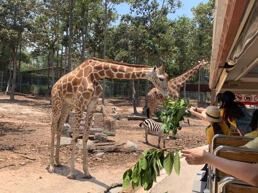 Chiang Mai Night Safari: Entry Ticket with Tram Ride - The Learning and Ethical Approach