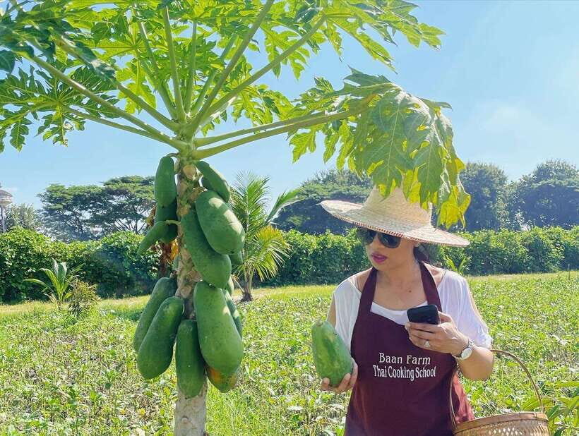 Chiang Mai Organic Thai Cooking Experience - Detailed Breakdown of the Experience
