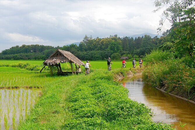 Chiang Mai Rice Fields Biking Tour - The Experience: Pros and Cons Based on Feedback