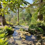 Chiang Mai: Sticky Waterfall Half-Day Tour & Hotel Transfers - What’s Included and What’s Not