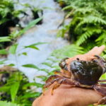 Chiang Rai: The Adventure of Trekking & Bamboo Cooking - Practical Tips & Considerations