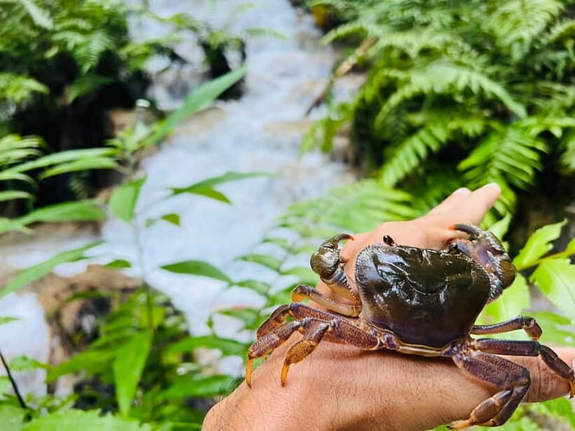 Chiang Rai: The Adventure of Trekking & Bamboo Cooking - Practical Tips & Considerations