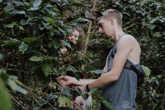 Chiangmai Coffee Farm Tour - The Sum Up