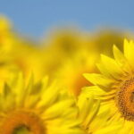 Chianti Lovers Private Tour: 2 winery with lunch from Florence - Pricing and Value