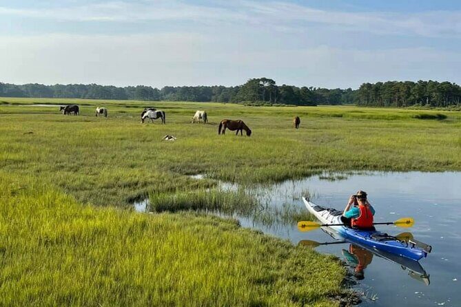 Chincoteague Kayak Rentals around Assateague Island - The Itinerary: What to Expect