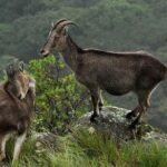 Chinnar wild valley experience day tour ( By Munnar Info) - Marayoor Sandalwood Forest Drive