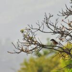 Chisapani Nagarkot Hiking - Why This Trek Works