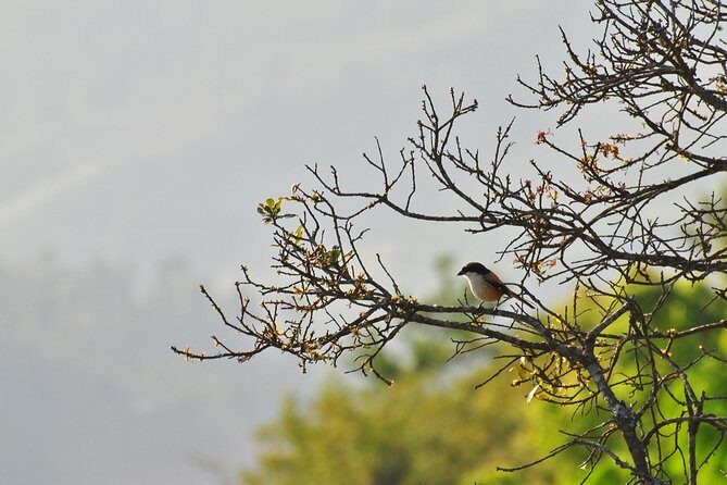 Chisapani Nagarkot Hiking - Why This Trek Works