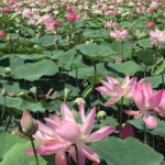 Chiso temple, Neang khmao, and Taprum temple historical site Tour - Transportation, Group Size, and Practical Notes