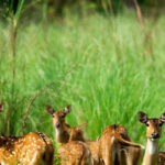 Chitwan 1 Night 2 Day Wildlife Adventure - What’s Included and What’s Not