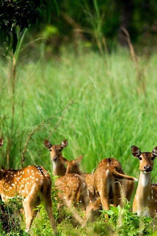 Chitwan 1 Night 2 Day Wildlife Adventure - What’s Included and What’s Not