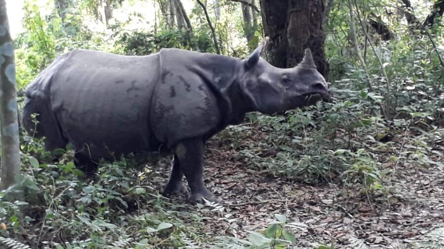 Chitwan: 4-Day Chitwan National Park Tiger Safari Tour - What’s Included and What’s Not