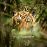 Chitwan: Full-Day Safari Canoeing and Jungle Walk and Jeep - Transportation and Guide Service