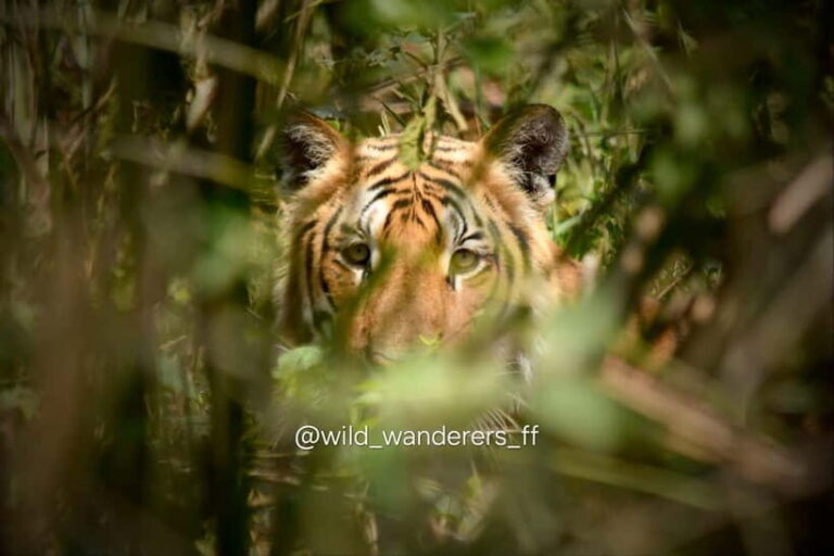 Chitwan: Full-Day Safari Canoeing and Jungle Walk and Jeep - Transportation and Guide Service