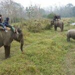 Chitwan Jungle Safari Tour  2 Night /3 Days With Private Transportation - Who Should Consider This Tour?