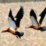 Chitwan National Park Bird Watching Untouched Side from Madi - The Itinerary in Detail