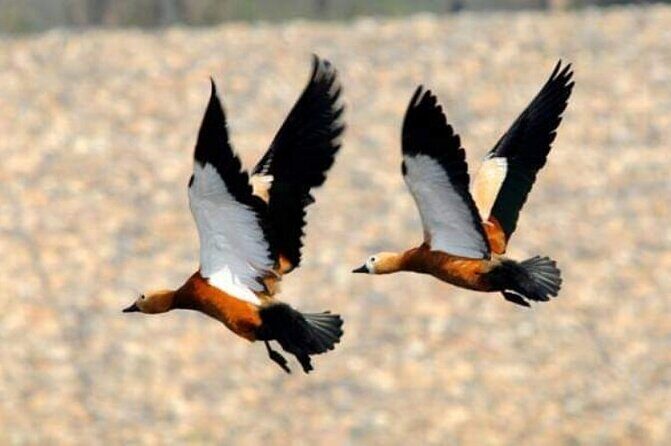 Chitwan National Park Bird Watching Untouched Side from Madi - The Itinerary in Detail