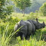 Chitwan National Park Tour - The Value of This Experience