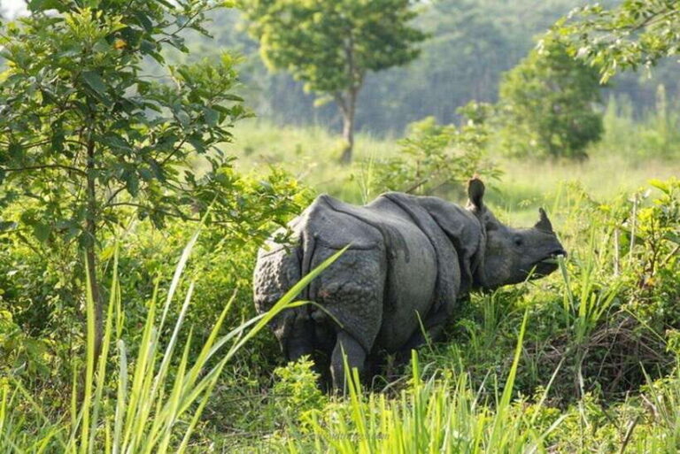 Chitwan National Park Tour - The Value of This Experience