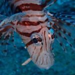 Chumphon Pinnacle-Koh Tao 2 dive trip for certified divers - Who Would Love This Trip?