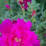 City Tour of Historic Charlottetown Prince Edward Island - What Travelers Say and Why It Matters