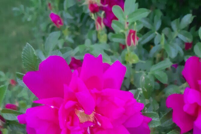 City Tour of Historic Charlottetown Prince Edward Island - What Travelers Say and Why It Matters