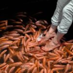 Coastal Belt of the South (5 Days) - Transport and Guide Quality