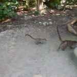 Cobá Ruins Tour (Private, Half Day) - The Itinerary in Detail: What to Expect