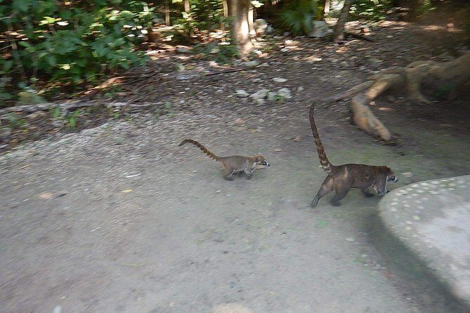 Cobá Ruins Tour (Private, Half Day) - The Itinerary in Detail: What to Expect