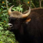 Coimbatore: Ooty Day Trip with Private Cab - Who Will Love This Tour?