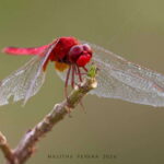 Colombo: Bird watching around Colombo-Guided Tour - 06 hours - What to Expect During the Tour