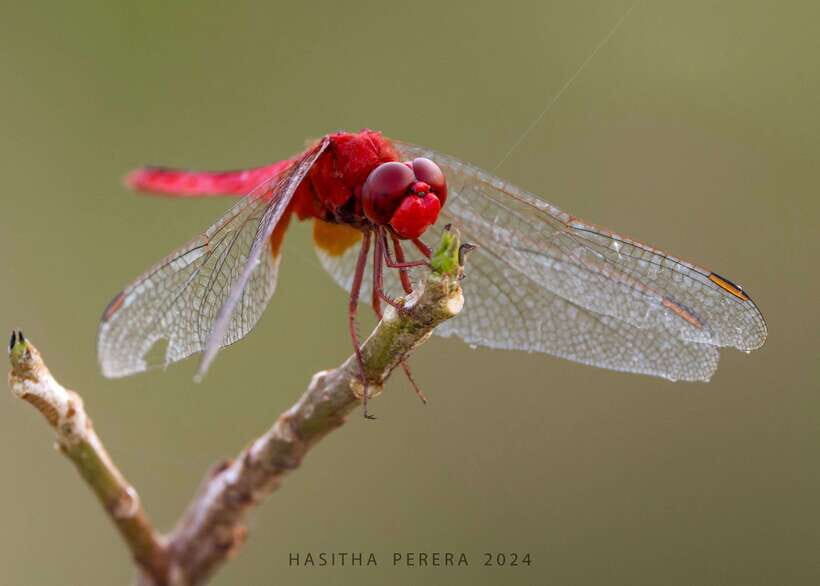 Colombo: Bird watching around Colombo-Guided Tour - 06 hours - What to Expect During the Tour