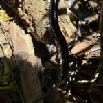 Colombo/Cmb/ Sinharaja Rainforest Day Trip with Lunch - The Itinerary in Detail