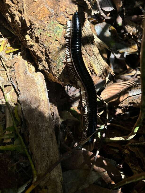 Colombo/Cmb/ Sinharaja Rainforest Day Trip with Lunch - The Itinerary in Detail