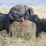 Colombo/Negombo: Sigiriya, Dambulla, and Minneriya Safari - What This Tour Means for You