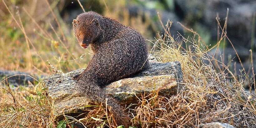 Colombo: Water rafting, Bird Watching, Village & Rainforest - What’s Included and What to Expect