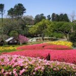 Colors of Japan, Fukuoka Nokonoshima Island Park & Wagyu BBQ - Leisure and Free Exploration