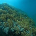 Combo Speedboat Hon Tam Mud Bath With Buffet Lunch - An In-Depth Look at the Tour: What to Expect