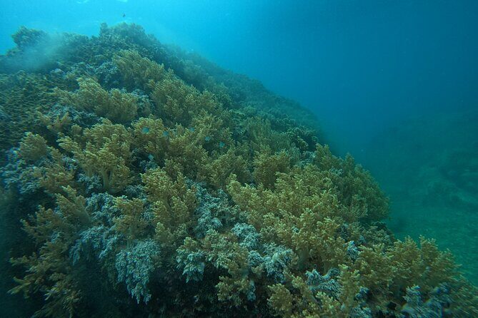 Combo Speedboat Hon Tam Mud Bath With Buffet Lunch - An In-Depth Look at the Tour: What to Expect