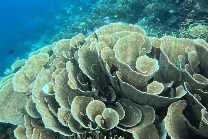 Coron Shipwrecks and Lusong Coral Garden tour (Private / Shared) - Commonly Reported Experiences and Concerns